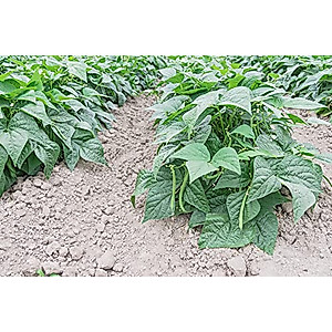 Kentucky Wonder Bush Bean Seeds for Planting, 30+ Heirloom Seeds Per Packet, (Isla's Garden Seeds), Non GMO Seeds, Botanical Name: Phaseolus vulgaris