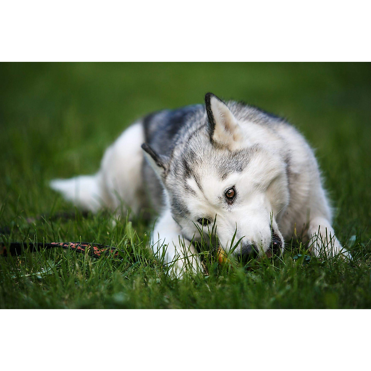 I LOVE MY PETS LLC Dogs Immune Support - Ultra Vitamins - Dog Health - Mineral Support - Dog Vitamin c - 360 Treats (3 Bottles)