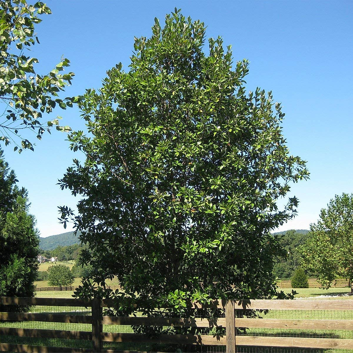 Sweet Bay Magnolia Tree | 30 Live Plants | Magnolia Virginiana | Beautiful Ornamental Specimen
