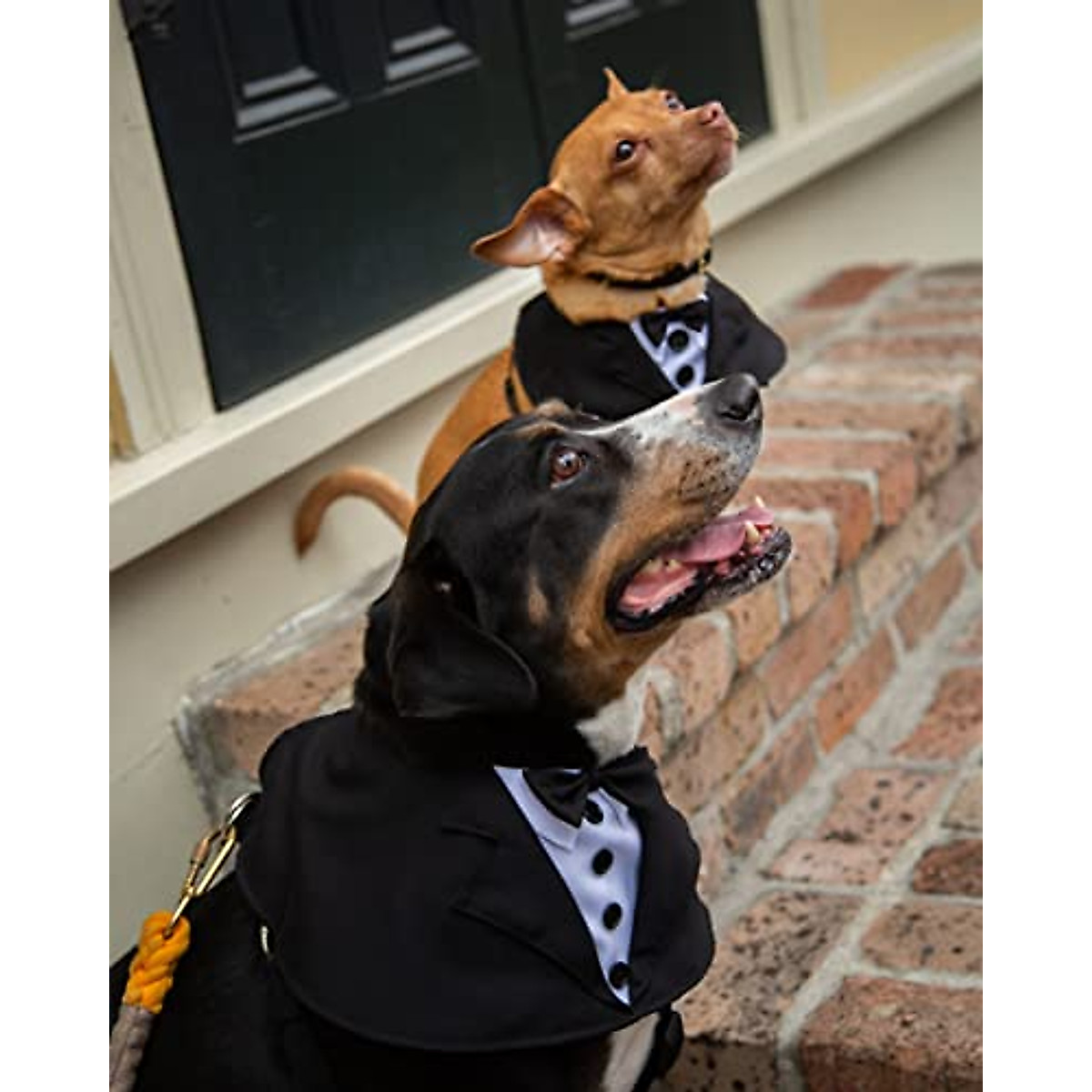 Dog Tuxedo Suit & Bow Tie Set by Pet Krewe, Stylish Wedding Tux Party Outfit for Small and Large Dogs