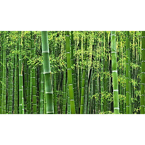 Giant Bamboo Seeds for Planting - 50+ Seeds - Grow Giant Bamboo, Privacy Screen, Good for Environment - Ships from Iowa