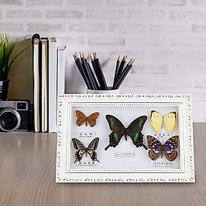 eboxer-1 Butterflies Specimen, Exquisite Butterflies Insect Specimen Crafts for Home Office Decorate Ornament Butterfly Wall Art, As a Gift for Friends and Family, 7.7 x 11.6 x 1.6 in (White Frame)