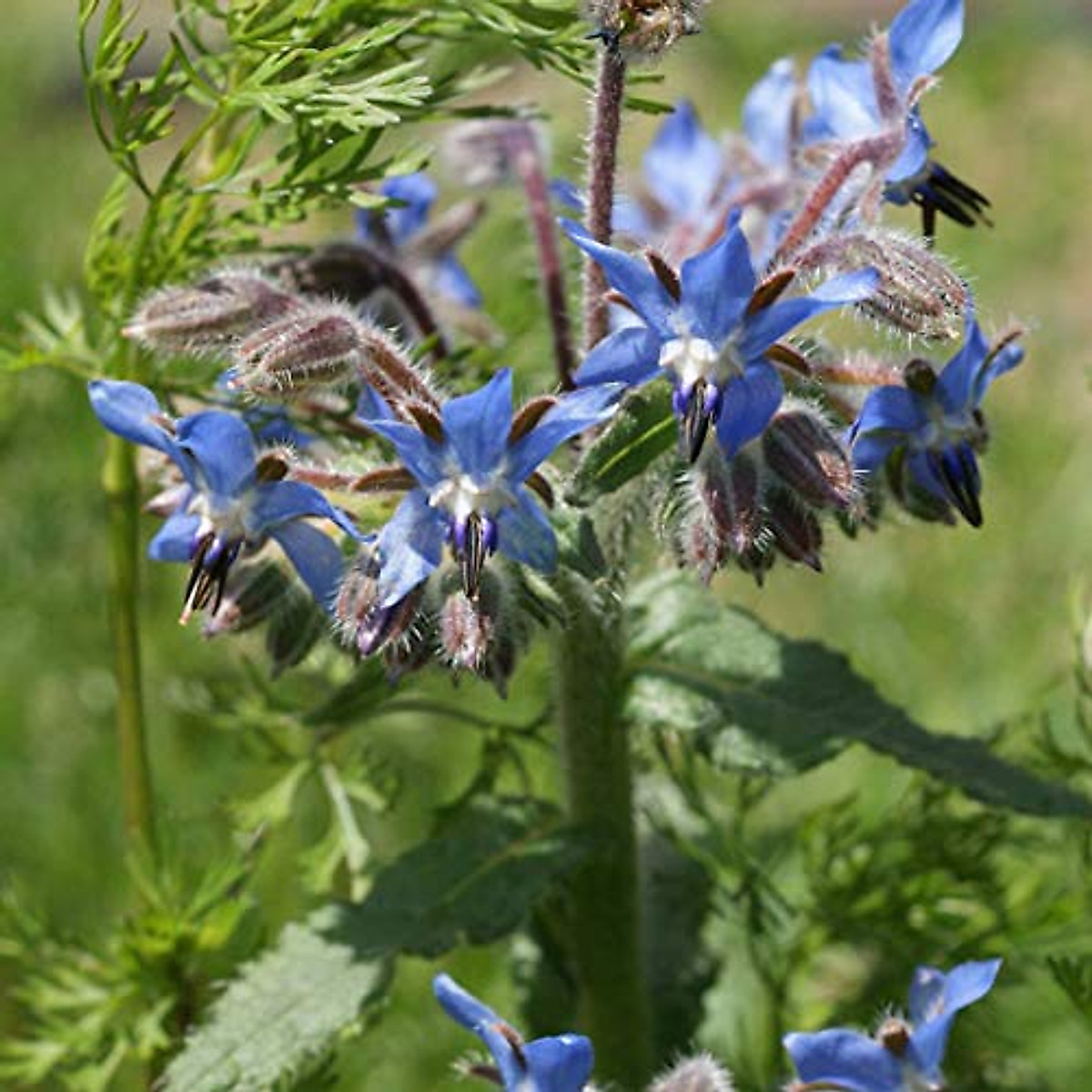 Outsidepride Borago Officinalis Borage Herb Garden Flowering Plants Great for Bee Pollination - 1 OZ