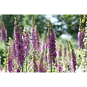 Foxglove Flower Seeds for Planting, 5500+ Heirloom Flower Seeds Per Packet, (Isla's Garden Seeds), Non GMO Seeds, Scientific Name: Digitalis