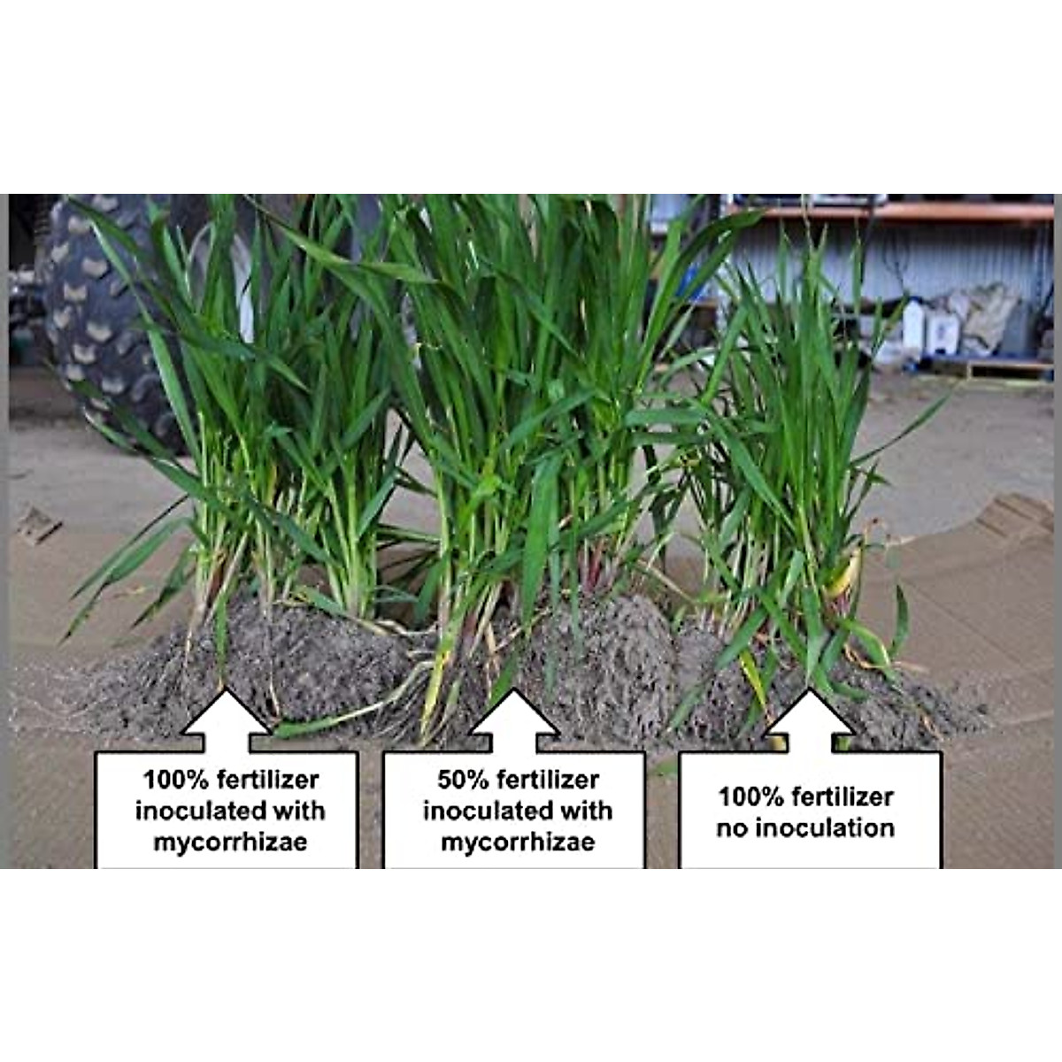 Wildroot Organic Mycorrhizae 16 Species Mycorrhizal Inoculant Drought Proof’s Plants &Trees, Saves Water & Precious Fertilizer, Root Stimulator Explodes Root Growth (1oz - 211 Plants)