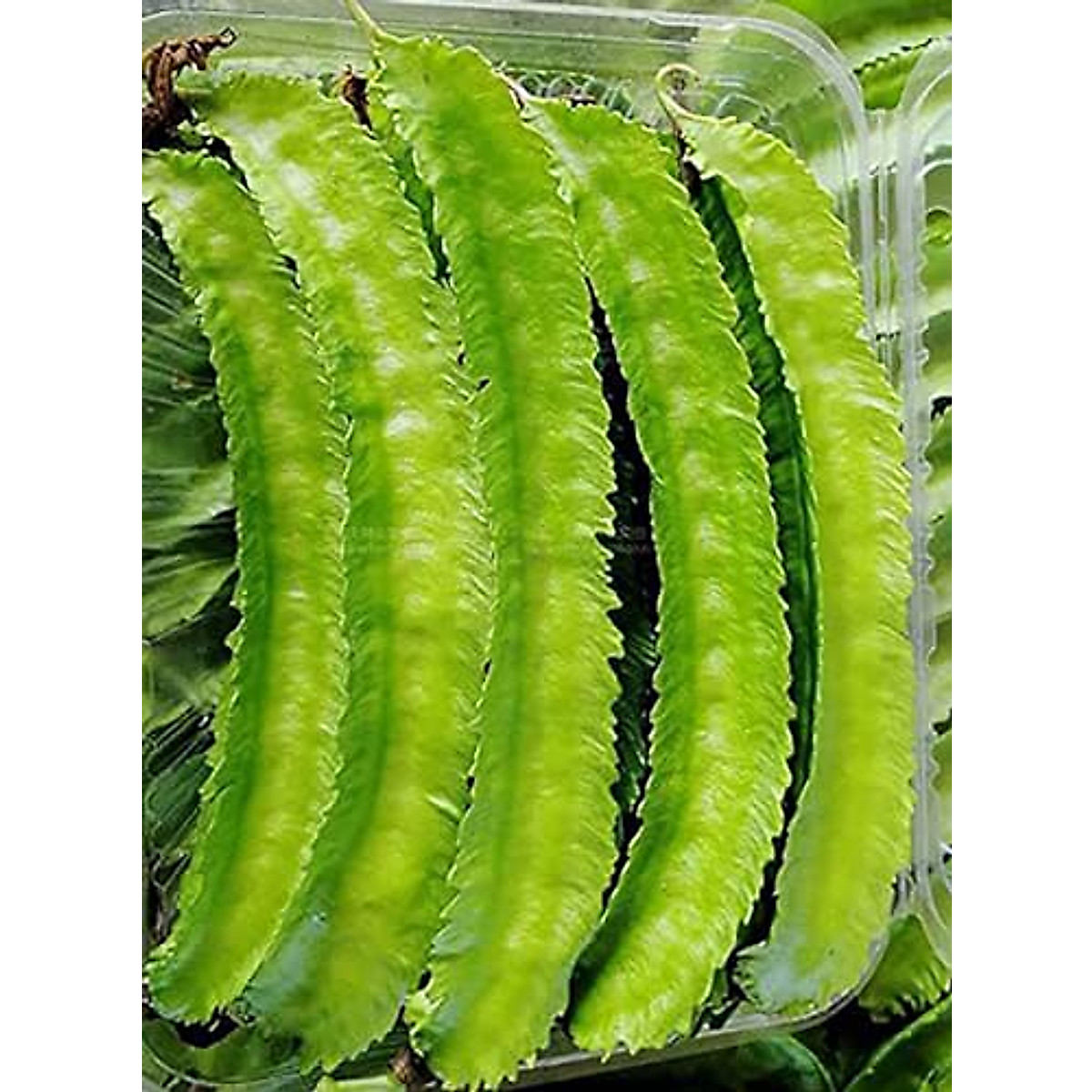 Winged Bean Seeds - Almost All Parts of The Plant are Edible. Once ...