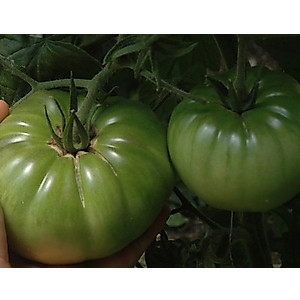 Aunt Ruby's German Green Tomato 65 Seeds-Garden Fresh!