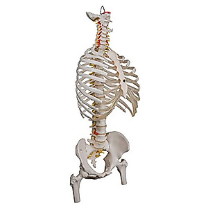3B Scientific A56/2 Classic Flexible Spine w/ Ribs and Femur Heads - 3B Smart Anatomy