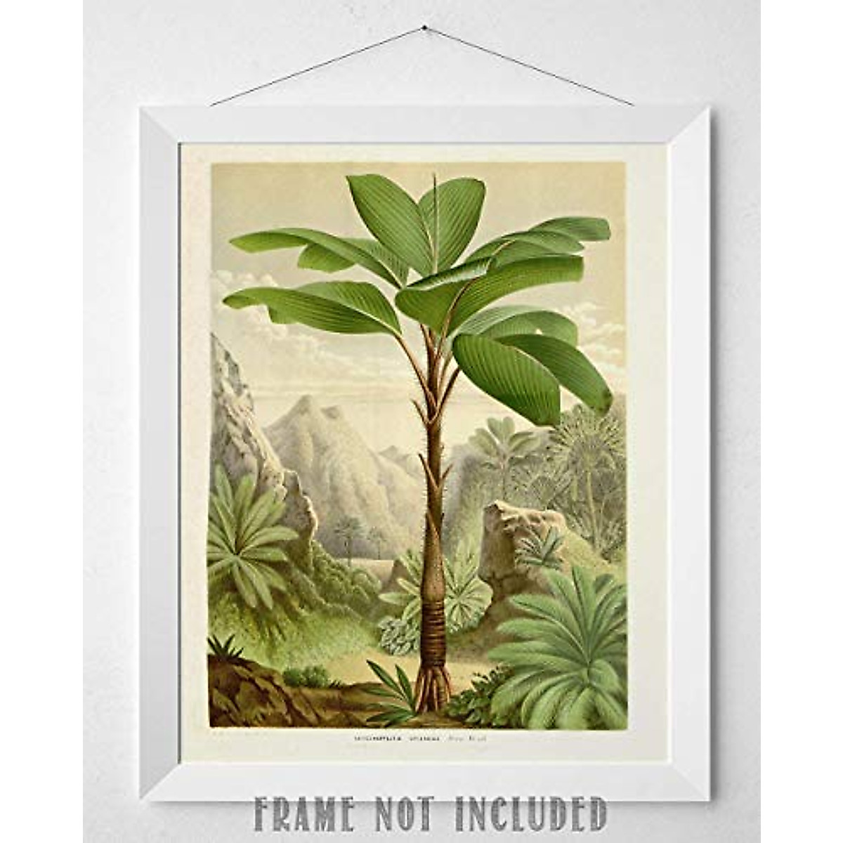 Verschaffeltia Splendida Palm Botanical Illustration - 11x14 Unframed Art Print - Makes a Great Wall Decor for Bathrooms and Bedrooms Under $15