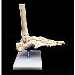 Human Foot Skeleton Model on Base, Foot Bone,Life Size, for Science Classroom Study Display Teaching Medical