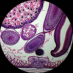AmScope B100B-MS Compound Binocular Microscope, 40X-2000X Magnification, Brightfield, Tungsten Illumination, Abbe Condenser, Mechanical Stage
