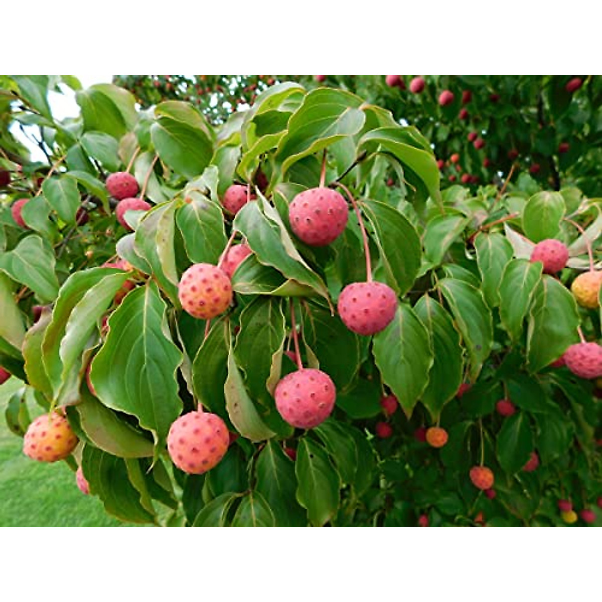 Kousa Dogwood Seeds for Planting - 30 Seeds - Cornus kousa
