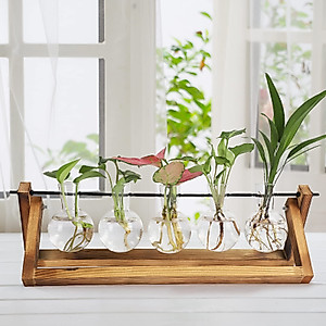 Plant Terrarium, Plant Propagation Stations with Wooden Stand, Gift for Women, Office Decoration - 5 Bulb Vase