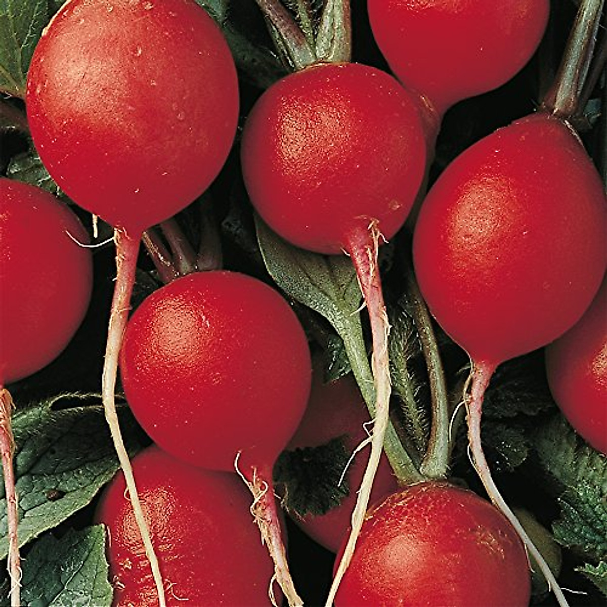 Seeds of Change 1467 Cherry Radish, Red