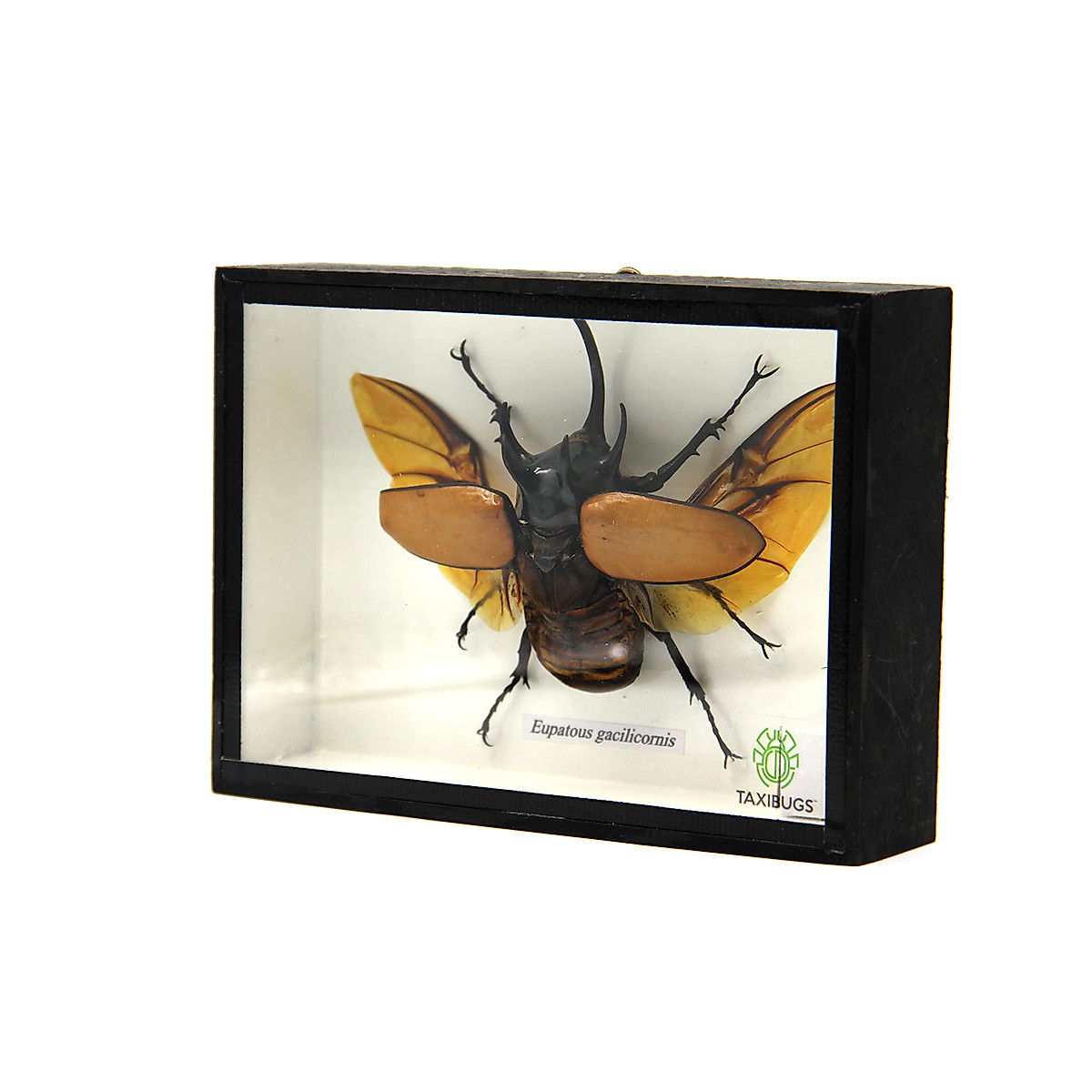 TAXIBUGS Real 5 Horned Beetle/Eupatorus Gracilicornis Flying Form Taxidermy in Transparent Box Display (Black Wooden Box)