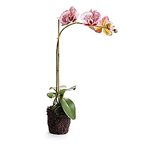 NAPA Home & Garden PHALAENOPSIS Drop-in 21"
