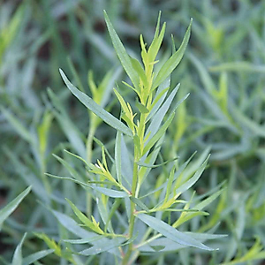 French Tarragon Plant Live, Tarragon Herbs in 3.5 Inc Pot Planting Ornaments Perennial Garden Simple to Grow Pots Gifts