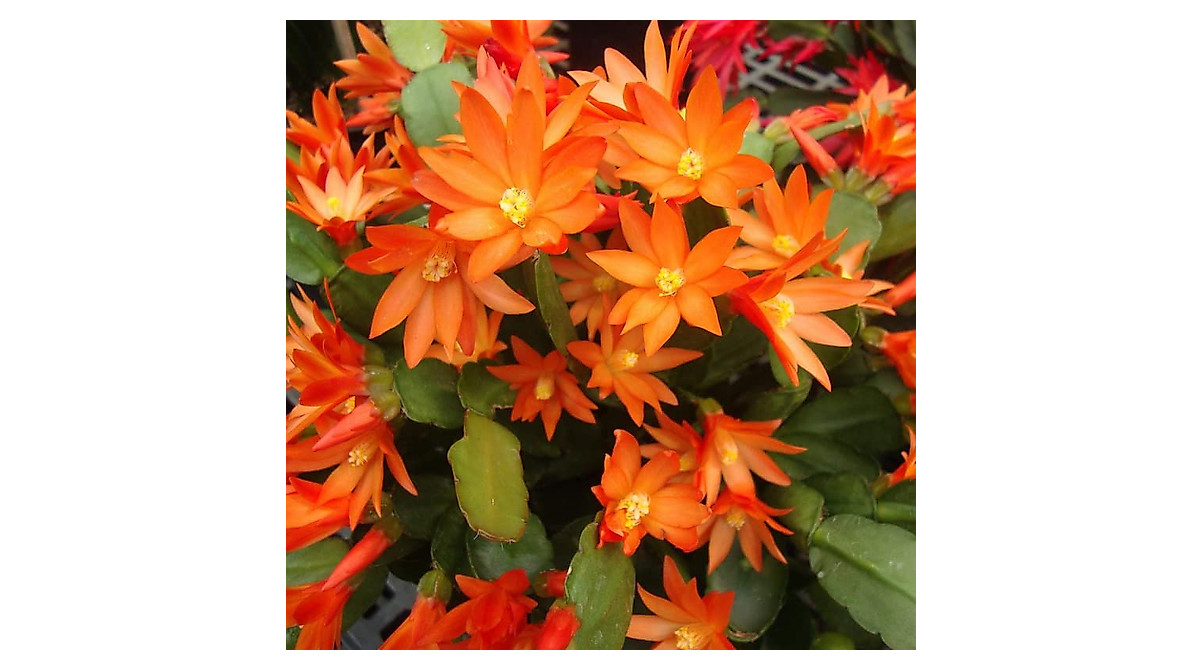 Live Orange Easter Cactus - Easy to Grow 4-6 Inch Perennial Plant
