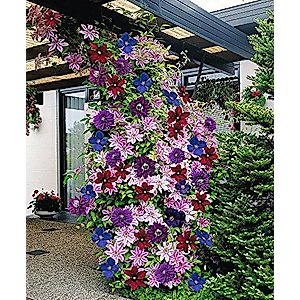 Clematis ~Mixed Colors~ 20Seeds Wonderful Large Blooms 20+ Perennial Vine Seeds