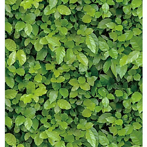 Yija Green Leaf Self-Adhesive Decorative Vinyl Shelf Liner Living Room Wall Sticker 17.7inch by 98inch