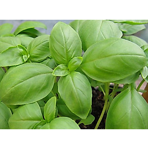 Basil Herb Seeds- Genovese- Pesto Heirloom- 300+ Seeds