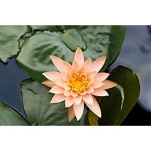 35+ Mixed Bowl Lotus Seeds, Lotus Seeds, Bonsai Lotus Seeds for Planting (Nelumbo), Water Lily Seeds, Can Purify Water and Air