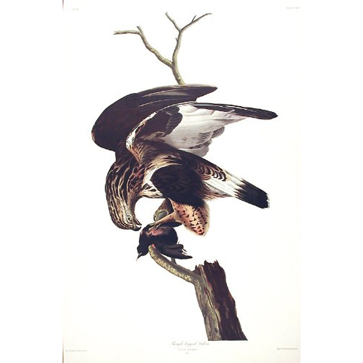 Rough-legged Falcon. From"The Birds of America" (Amsterdam Edition)
