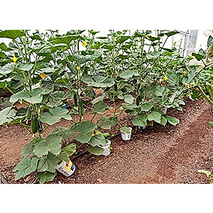 30+ Persian Beit Alpha (A.k.a. Lebanese) Cucumber Seeds Heirloom NON-GMO Crispy Fragrant From USA