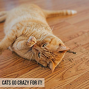 Our Pets Premium Catnip - 2.25 oz Jar of High Potency Catnip - 100% North American Grown