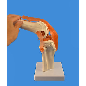 Wellden Product Anatomical Human Knee Joint Model, w/Ligaments, Functional, Life Size