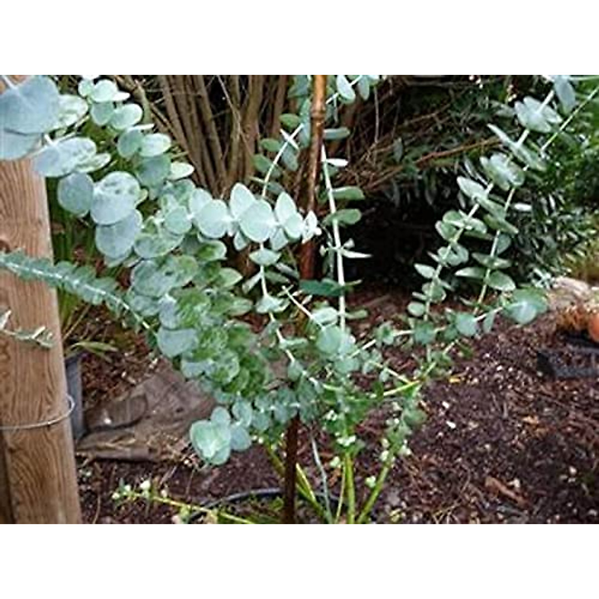 10 Baby Blue Seeds, Silver Leaved Mountain Gum, Powdered Gum, Mountain Silver Seeds - 10 Seeds (Eucalyptus pulverulenta) - Pack of 10 Rare and Viable Seeds - QO Seeds
