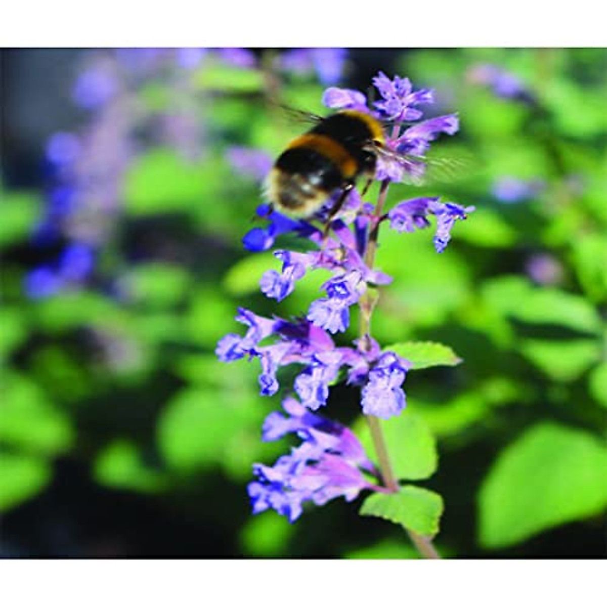 Catmint Seeds- 'Blue Wonder'-(Nepeta Mussinii)-Compact, Heat Tolerant,Perennial,Hardy,Excellent Groundcover! 25 Seeds-QAUZUY GARDEN