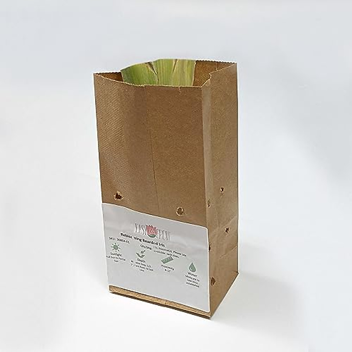 Bearded Iris Califlora 'Bernice's Legacy' Plant Bulbs-Rhizomes (3 Pack) - Red Flowering Blooms in Spring & Fall Gardens, from Easy to Grow