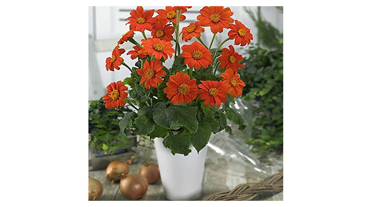 Grow Vibrant Orange Tithonia Sunflowers - 500 Seeds