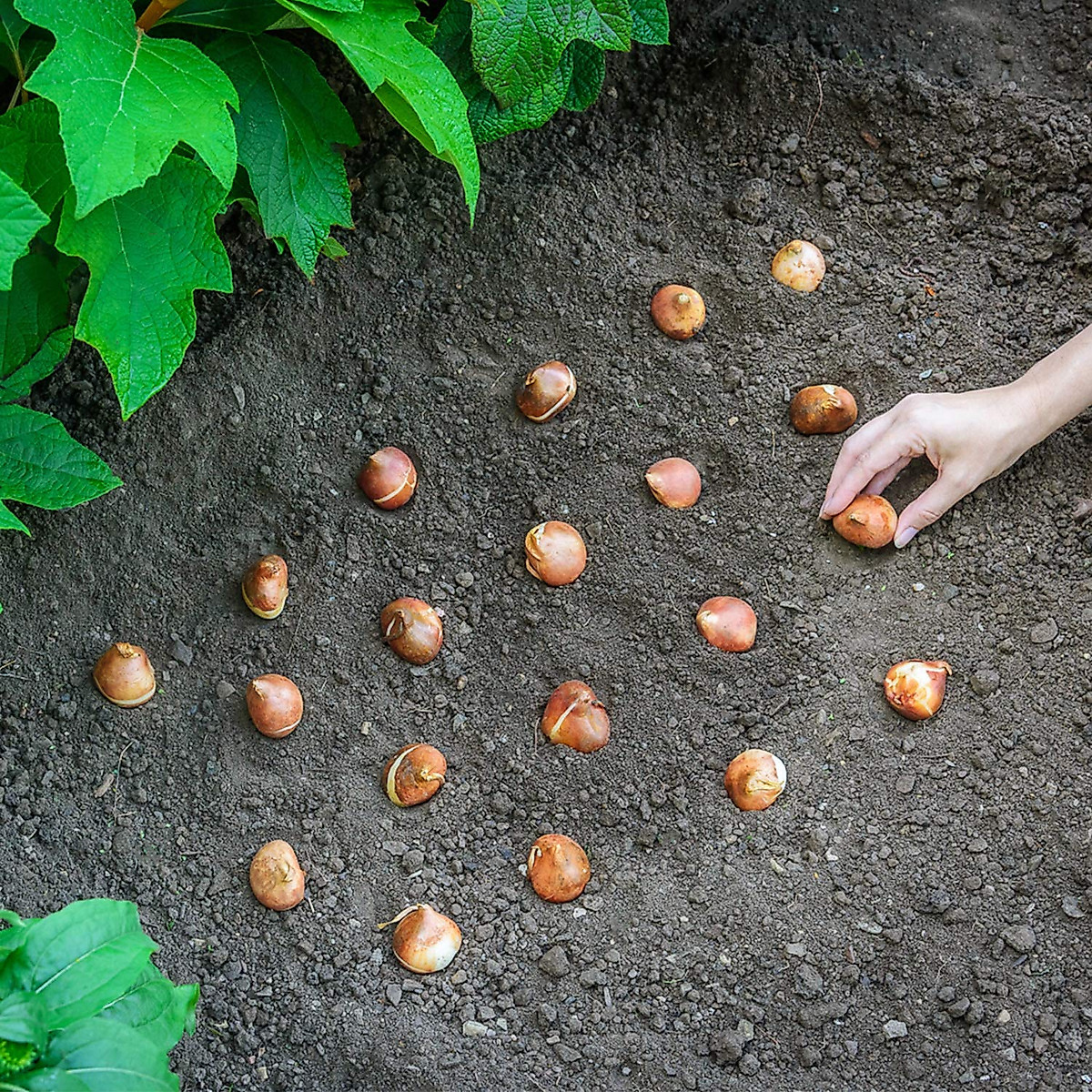 Burpee Perennial Tulip Mix | 20 Large Flowering Fall Bulbs for Planting, Multiple Colors