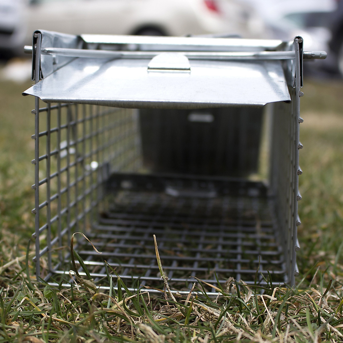 Havahart 1025 Small 2-Door Humane Catch and Release Live Animal Trap for Squirrels, Chipmunks, Rats, Weasels, and Small Animals