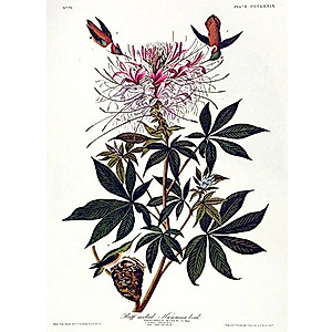 Rough-necked Humming-bird. From"The Birds of America" (Amsterdam Edition)