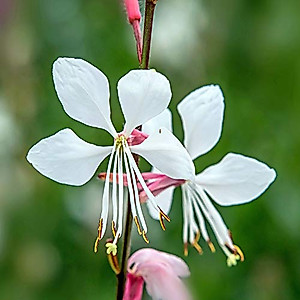 Outsidepride Gaura Drought Tolerant Garden Flowers - 200 Seeds