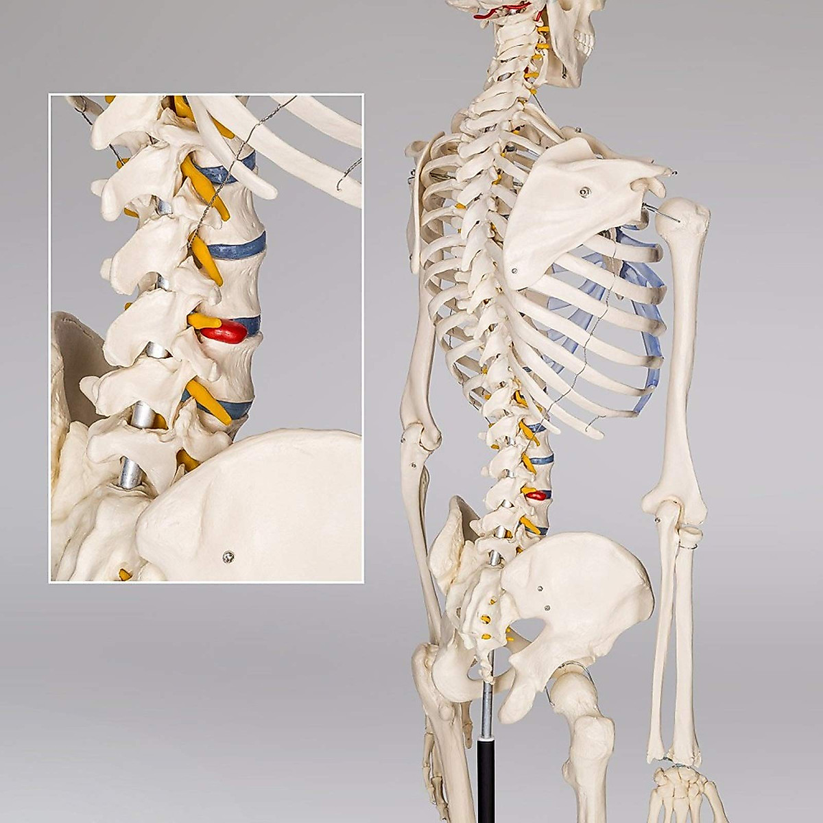 TakeTex 70.8" Life-Size Human Skeleton Model, Including Anatomical Skeleton Model + Colorful Chart + Cover