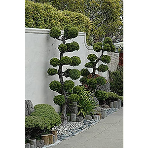 San Jose Juniper | 2 Live Gallon Size Plants | Juniperus Chinensis | Bonsai Drought Tolerant Cold Hardy Evergreen Groundcover