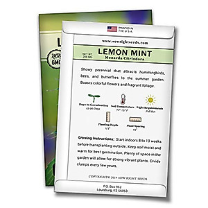 Sow Right Seeds - Lemon Mint Seed for Planting - Non-GMO Heirloom Seeds - Large Packet with Instructions to Plant and Grow an Herbal Tea Garden, Indoors or Outdoor; Great Gardening Gift