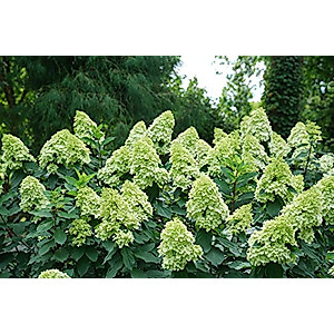 1 Gallon Limelight Prime Panicle Hydrangea (Paniculata) Live Plant, Green and Pink Flowers
