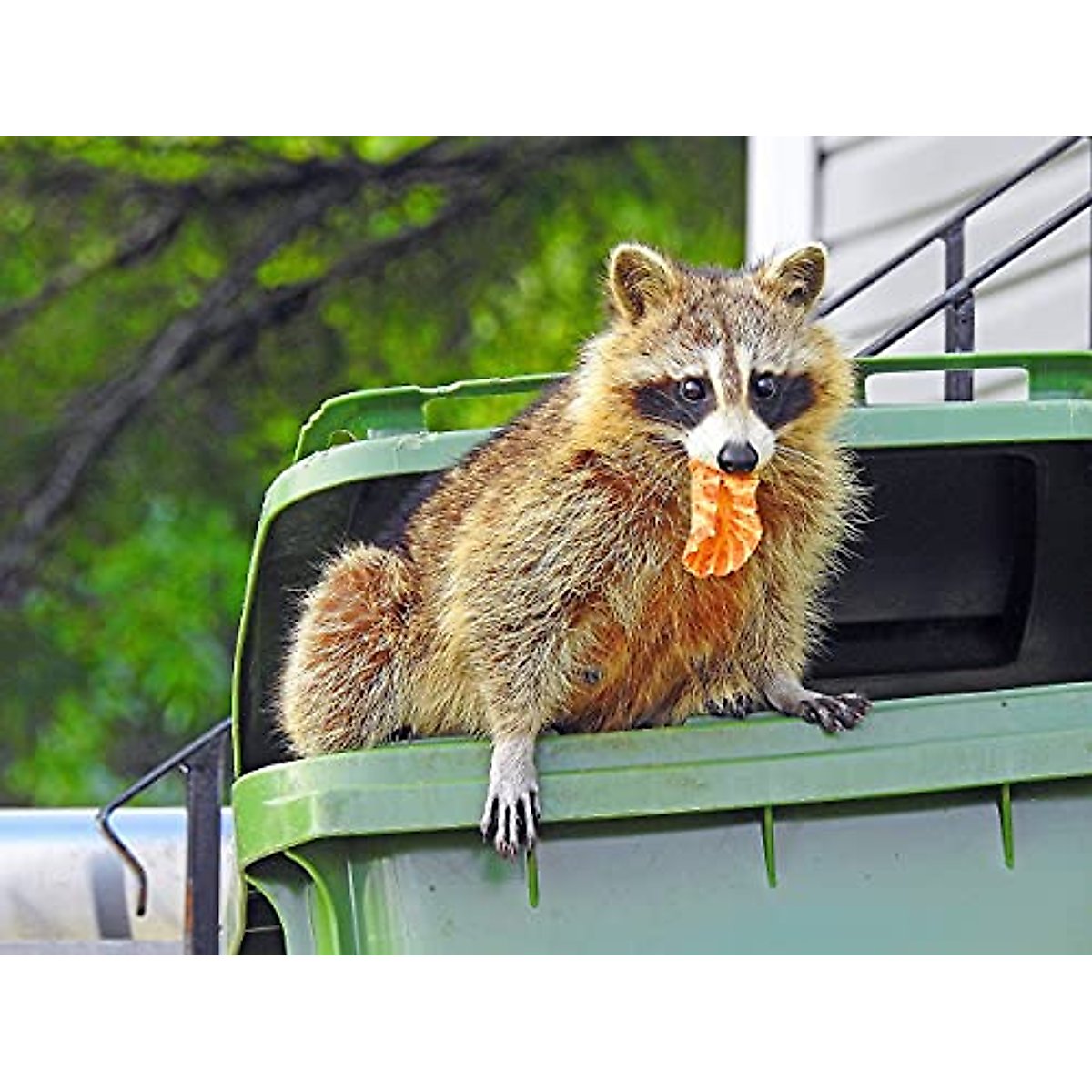Lid Loc Outdoor Garbage Can Lock Keeps Trash Secure and Wildlife Out Wind Weather Proof Strong Durable