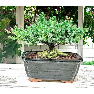 Live Dwarf Juniper Bonsai Tree | Indoor/Outdoor | 100% Handcrafted| Home and Office Décor | Best Gift for Holiday