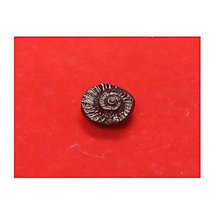 SynSpiritStore Original Shaligram/Shalagram Shila Stone (Approx. Half Inch) for Lord Vishnu Pooja and Tulsi Pooja, Nepal Gandaki River Stone