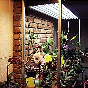 F54T5/865/HO Fluorescent Tube Light Bulb, 46 Inch, 54W, 6500K Daylight, 4200 Lumens, High Output, G5 Bi-Pin Base, 4FT T5 Grow Light Bulbs - 5 Pack