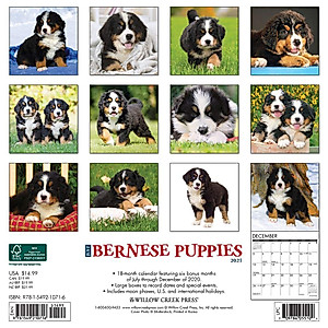 Just Bernese Mountain Puppies 2021 Wall Calendar (Dog Breed Calendar)