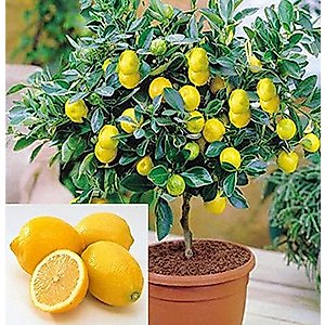 Dwarf Lemon Bonsai Tree Seeds, 20 Seeds,Grow a Delicious Fruit Bearing Bonsai Tree - Ships from Iowa.