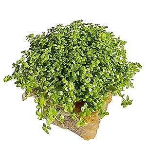 The Sun Ave Dwarf Baby Tears Hemianthus Callitrichoides HC Live Aquarium Plants Freshwater Fish Tank