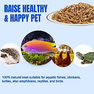 Appetizing Mealworms with Dried River Shrimp (8oz) All Natural 100% Non-GMO,Surf & Turf, Chicken, Fish, Ducks, Wild Birds, Turtles, Hamsters, Fish, and Hedgehogs